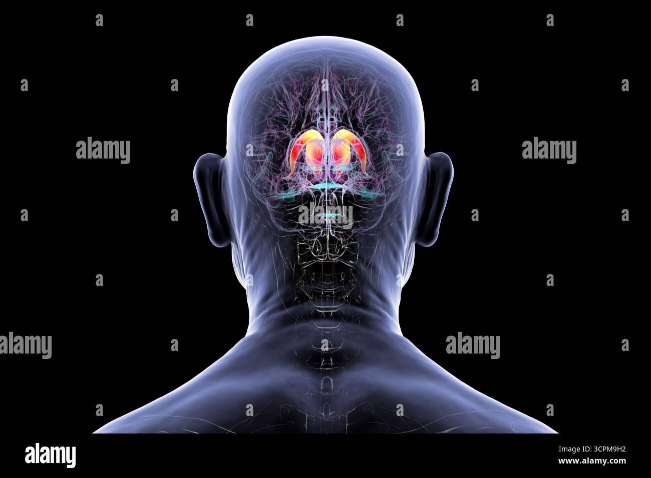 Illustration of a human brain with highlighted caudate nucleus. This is ...