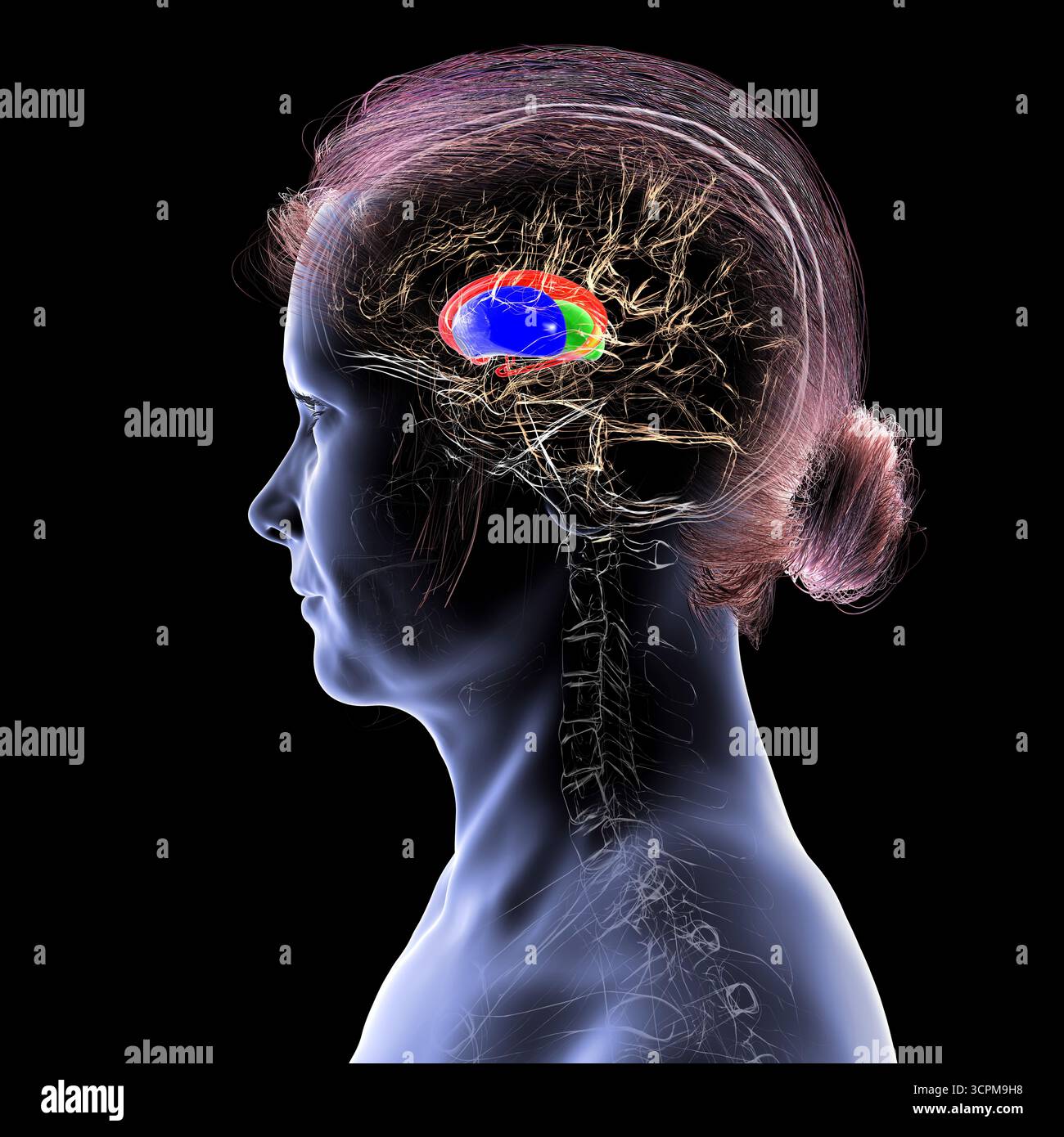 Illustration of a human brain with highlighted caudate nucleus (red ...