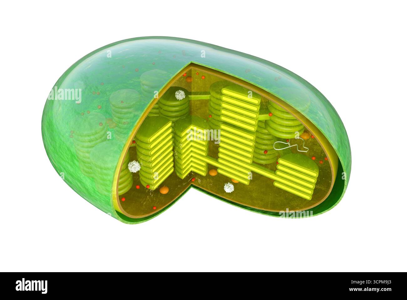 Computer illustration of a cross-section of a chloroplast with its ...