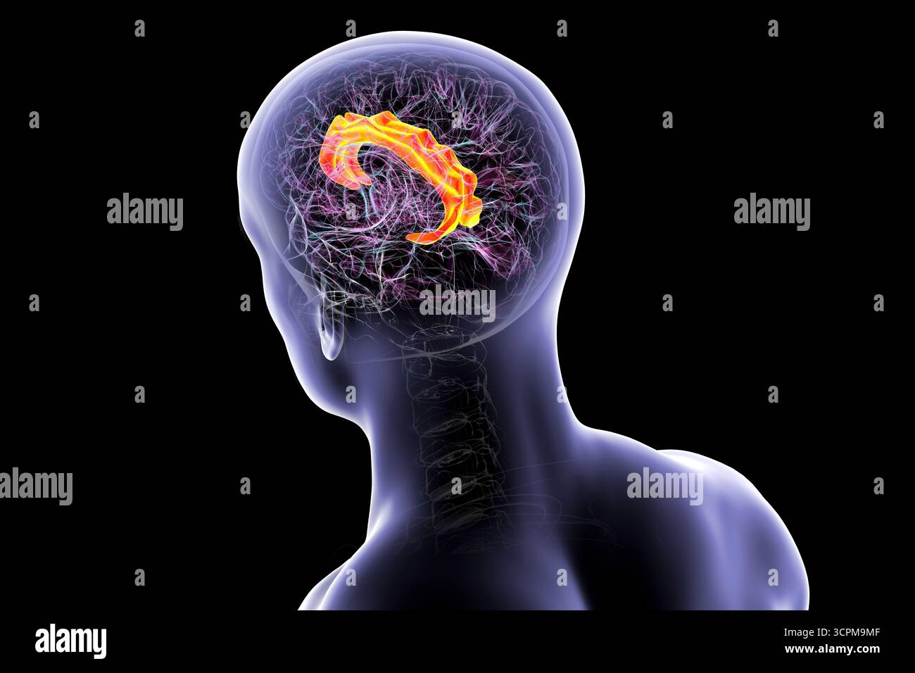 Illustration of a brain with highlighted cingulate gyrus, essential for ...