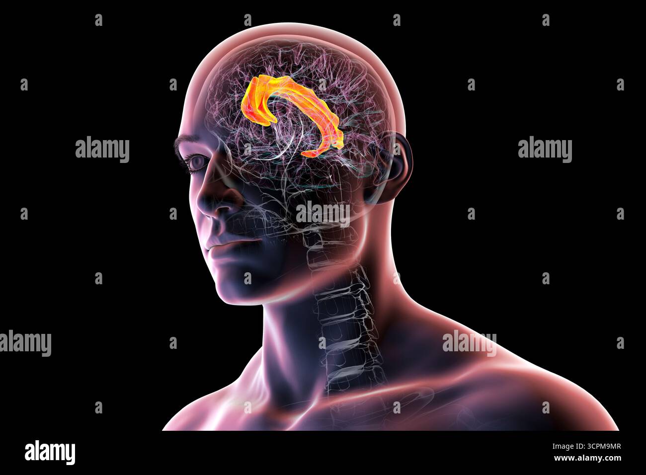 Illustration of a brain with highlighted cingulate gyrus, essential for ...