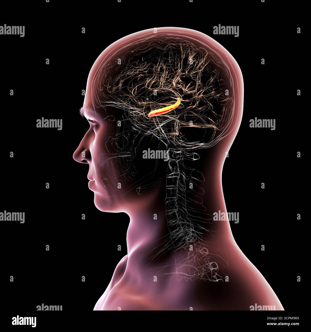 Illustration of a human brain with highlighted hippocampus, a key ...