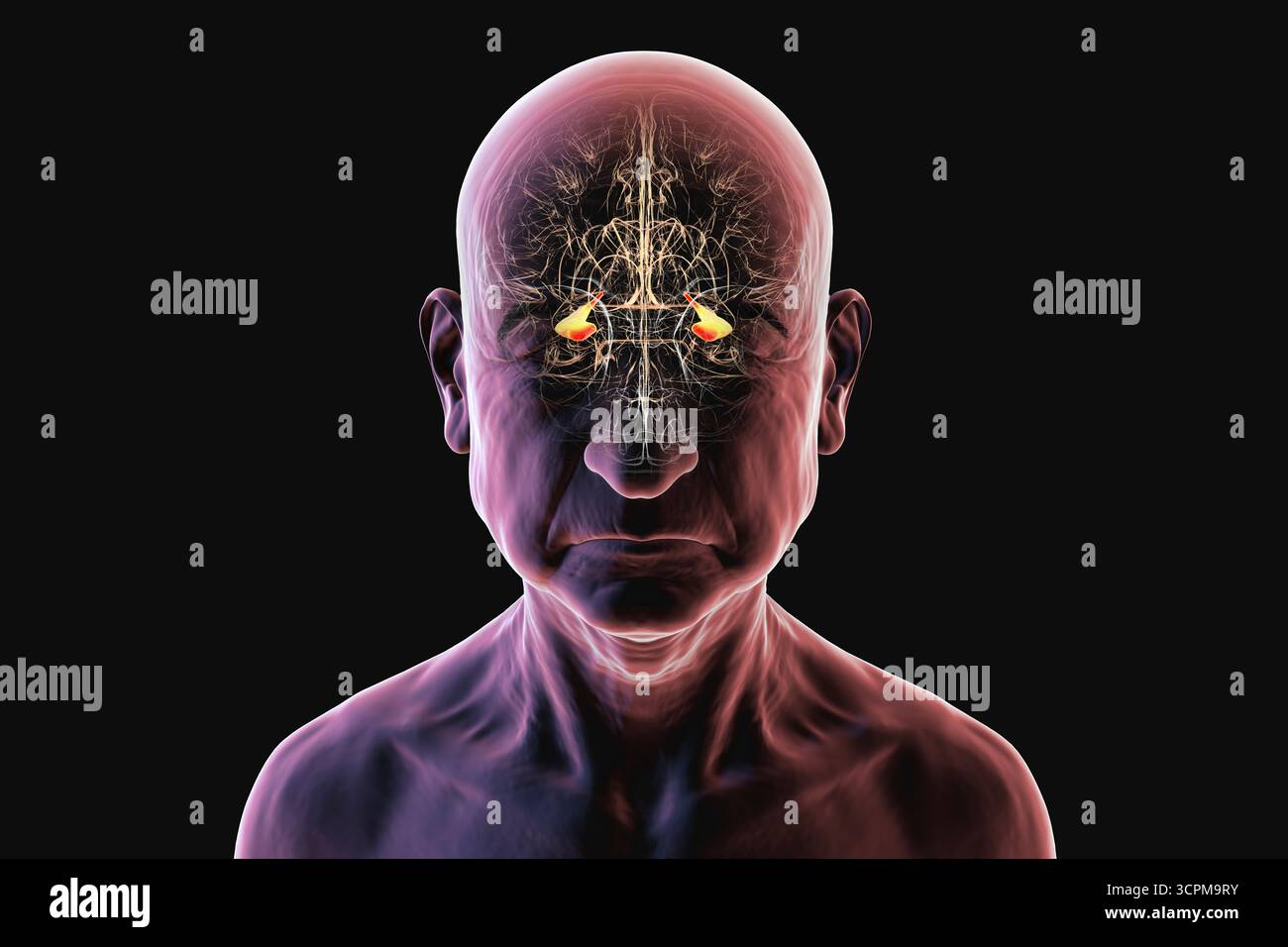 Illustration of a human brain in a senior man with highlighted ...
