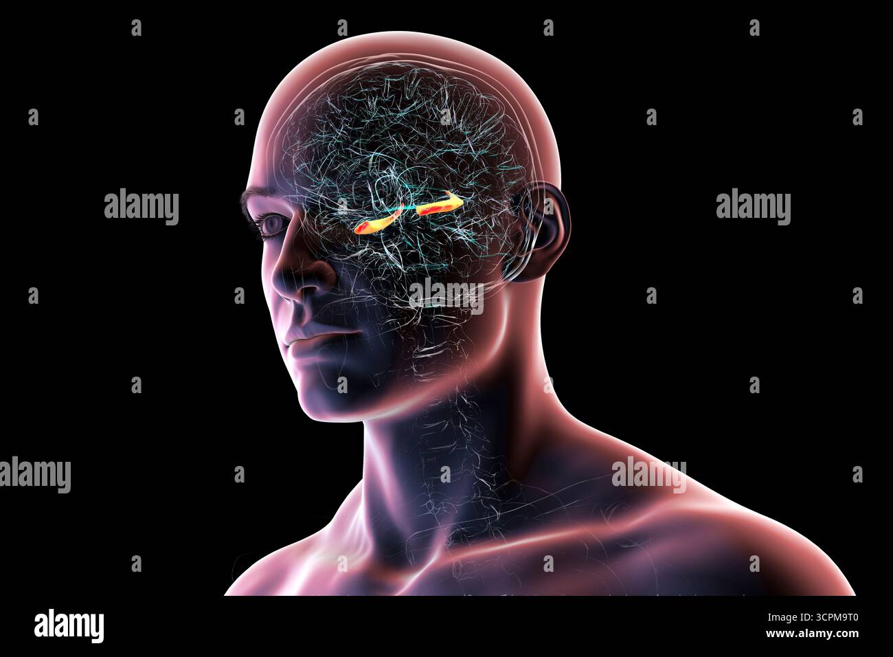 Illustration of a human brain with highlighted hippocampus, a key ...