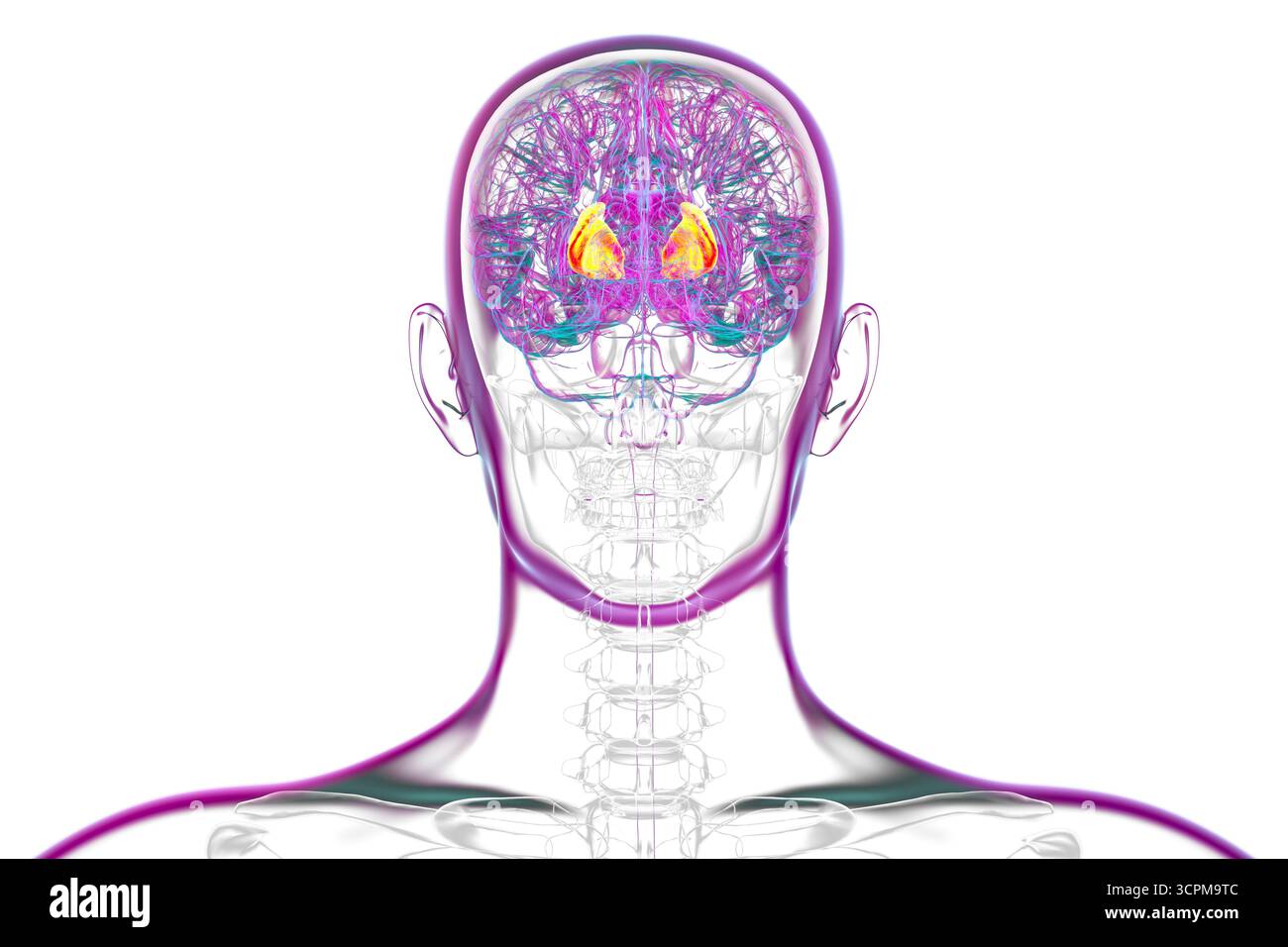 Illustration of a human brain with highlighted internal capsule (red ...