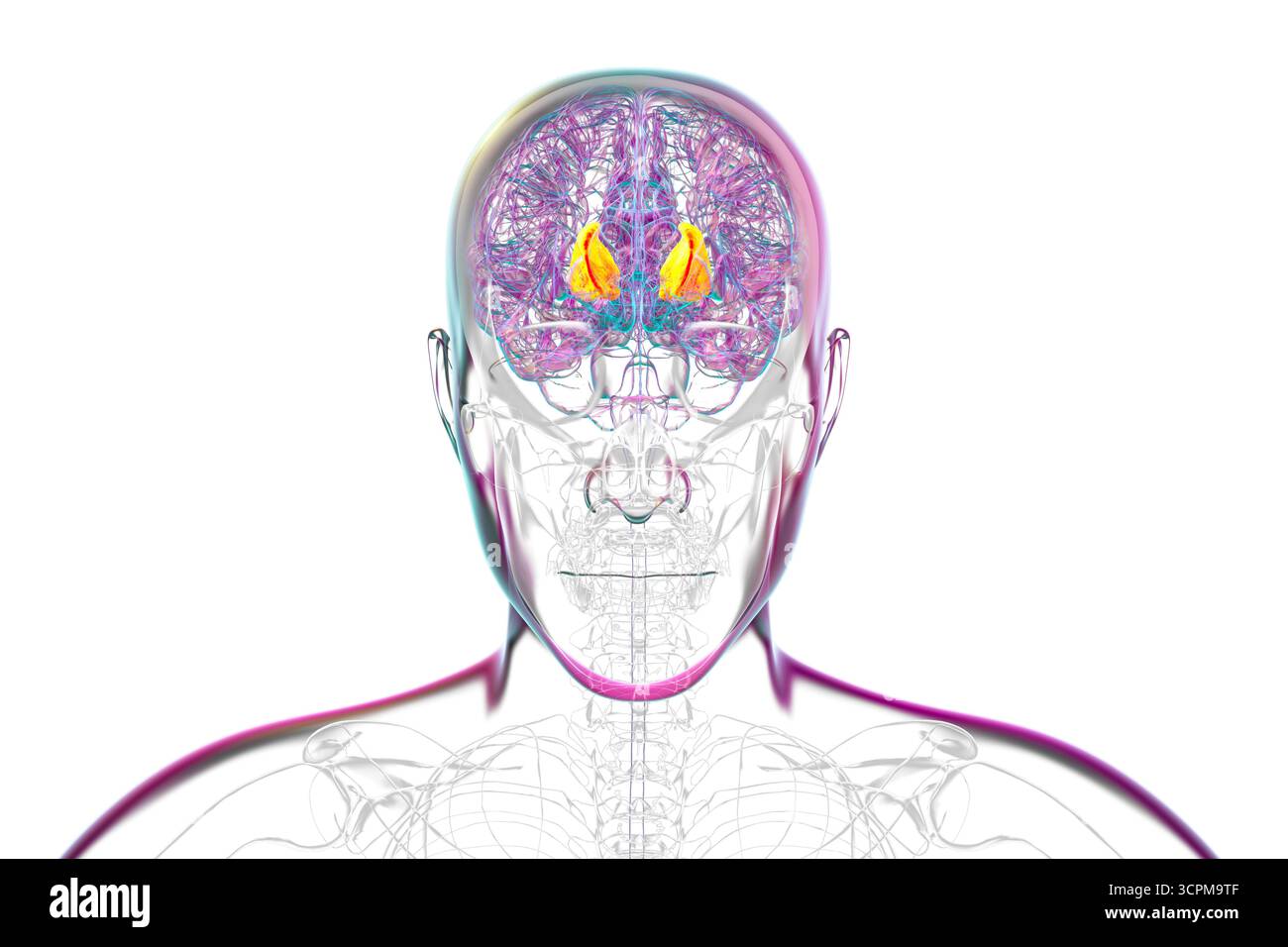 Illustration of a human brain with highlighted internal capsule (red ...
