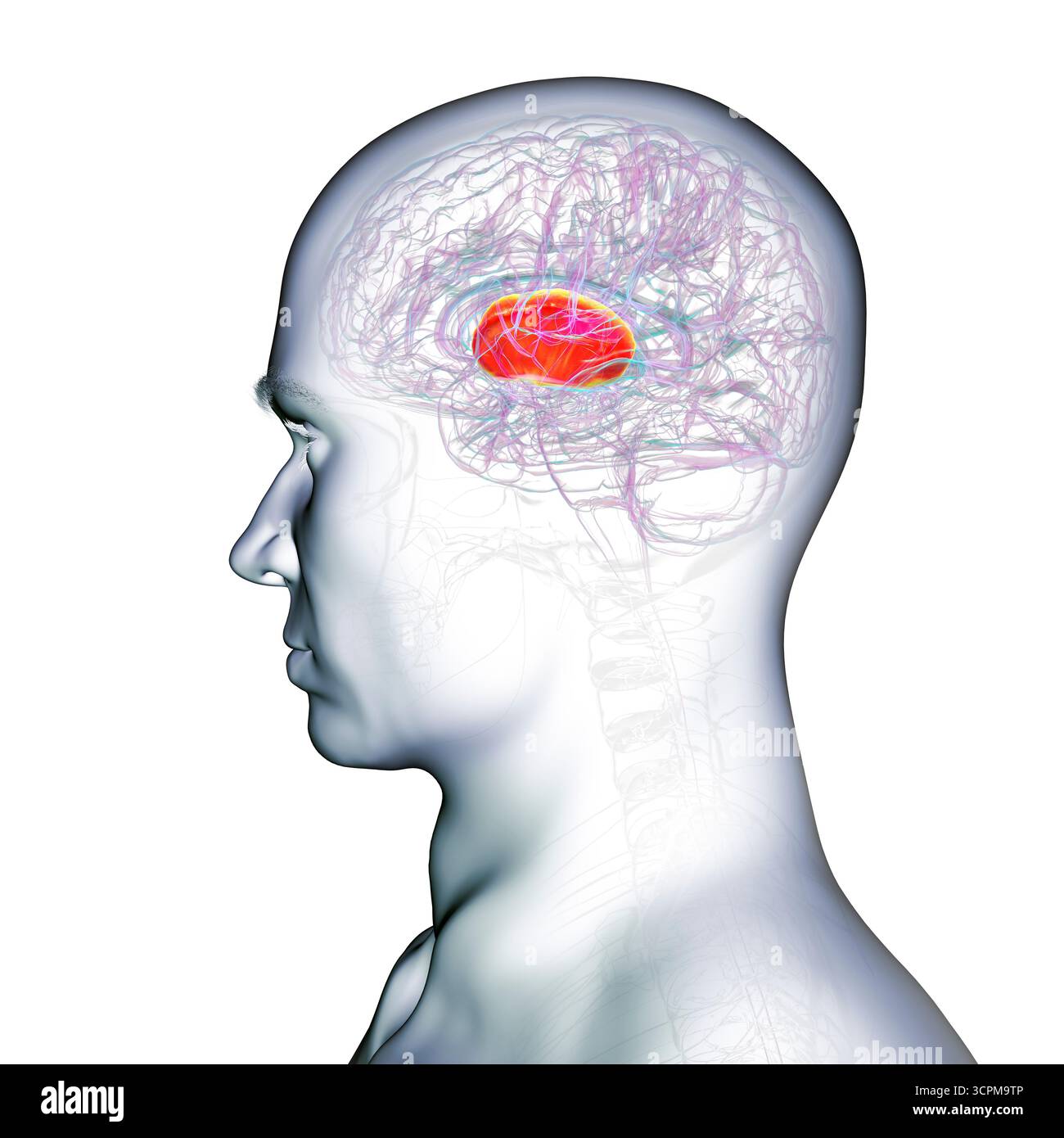 Illustration of a human brain with highlighted internal capsule (red ...
