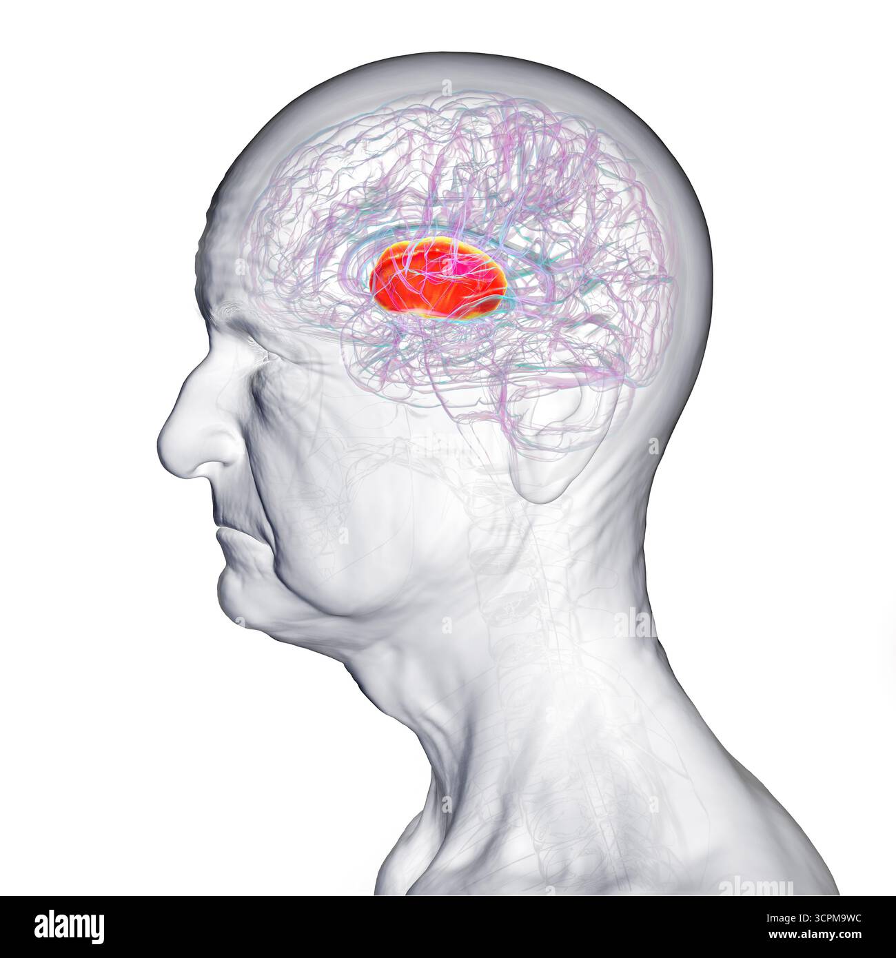 Illustration of a senior man's brain with highlighted internal capsule ...