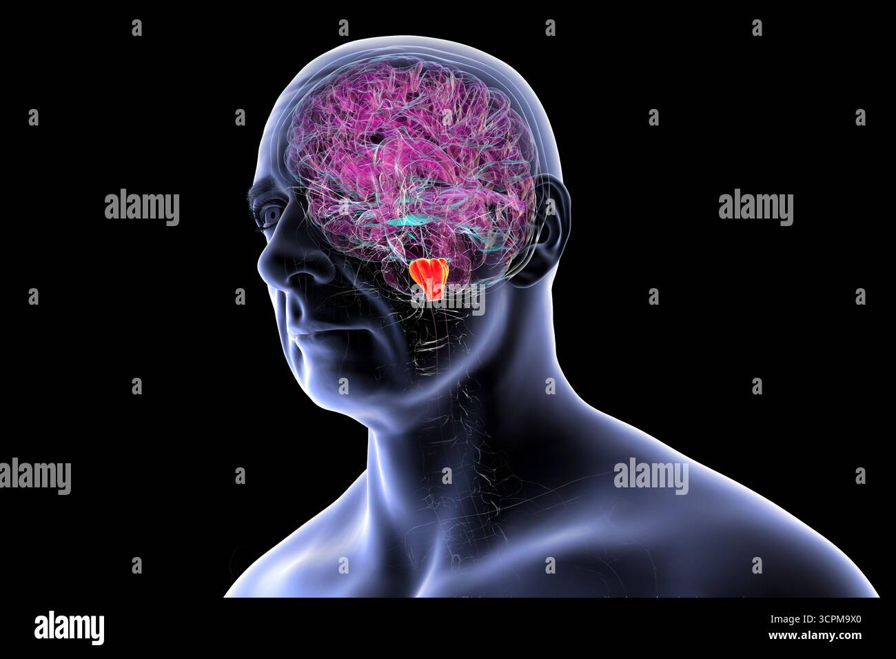 Illustration of a human brain with highlighted medulla oblongata. This ...
