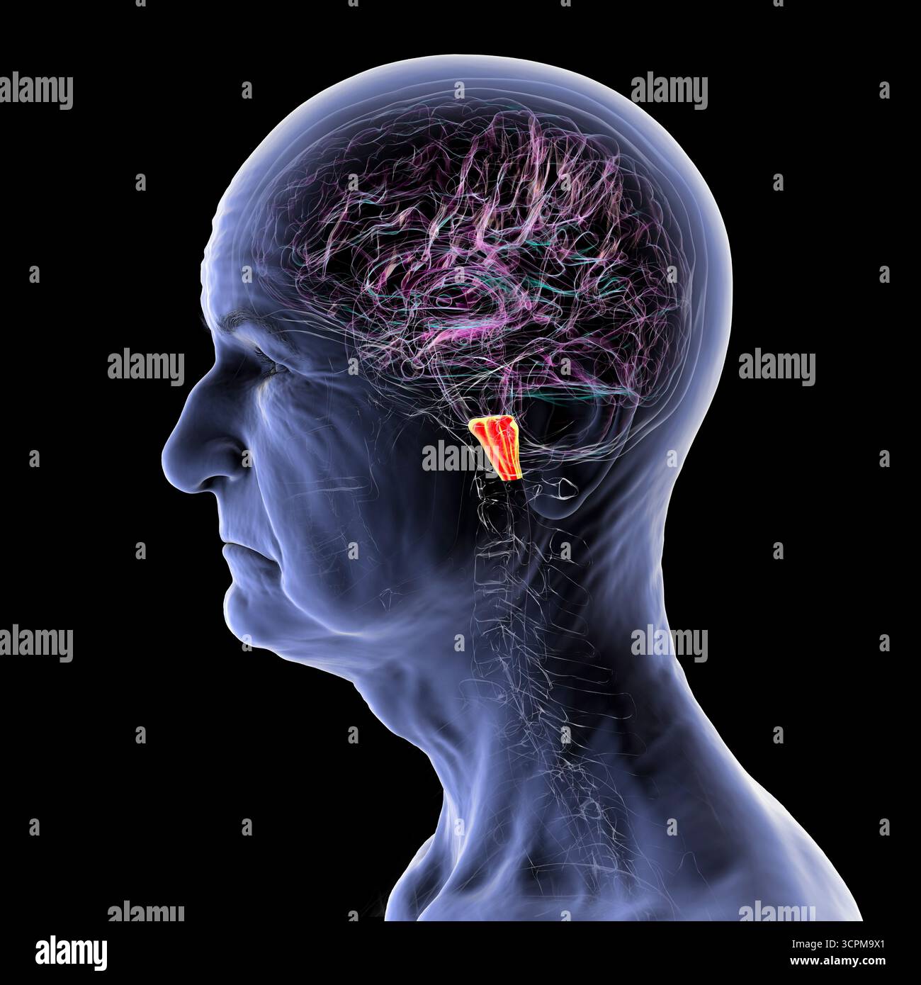 Illustration of a senior man's brain with highlighted medulla oblongata ...