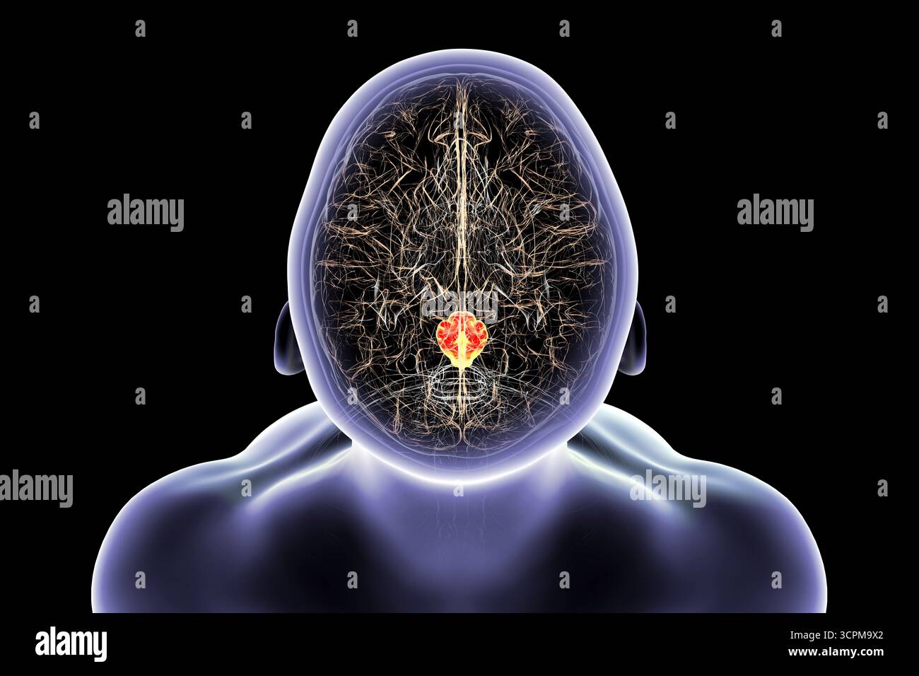 Illustration of a human brain with highlighted medulla oblongata. This ...