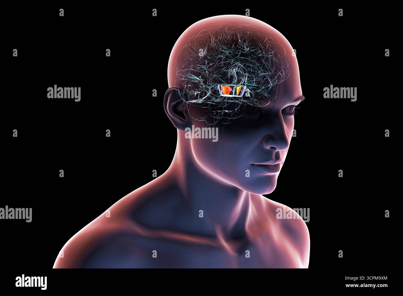 Illustration of a human brain with highlighted substantia nigra in the ...