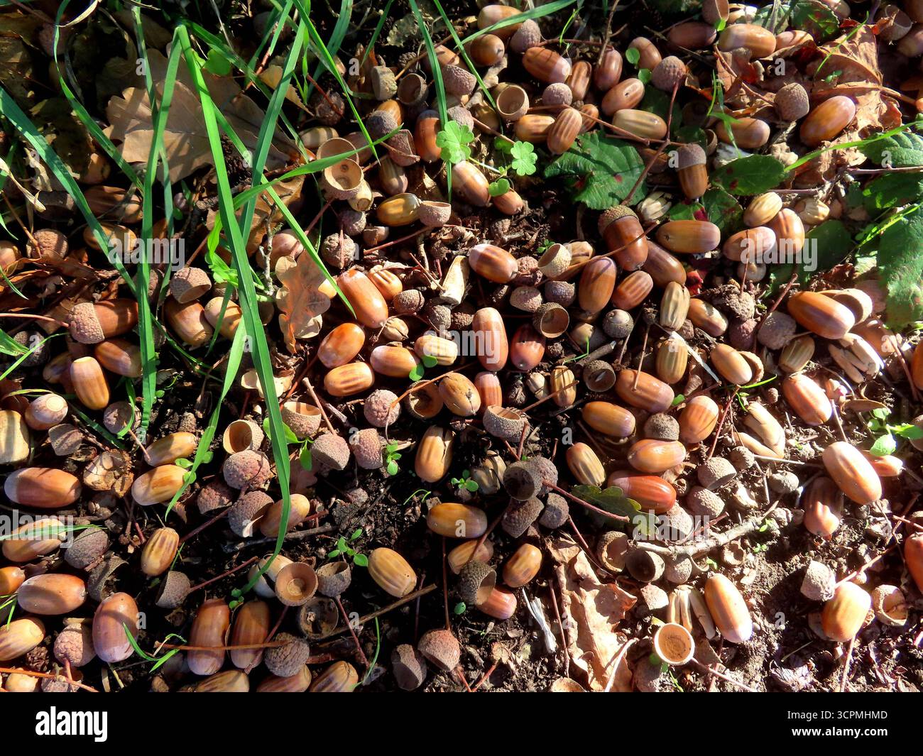 haben wir als Kinder gesammelt, um damit die Schweine zu fuettern ...