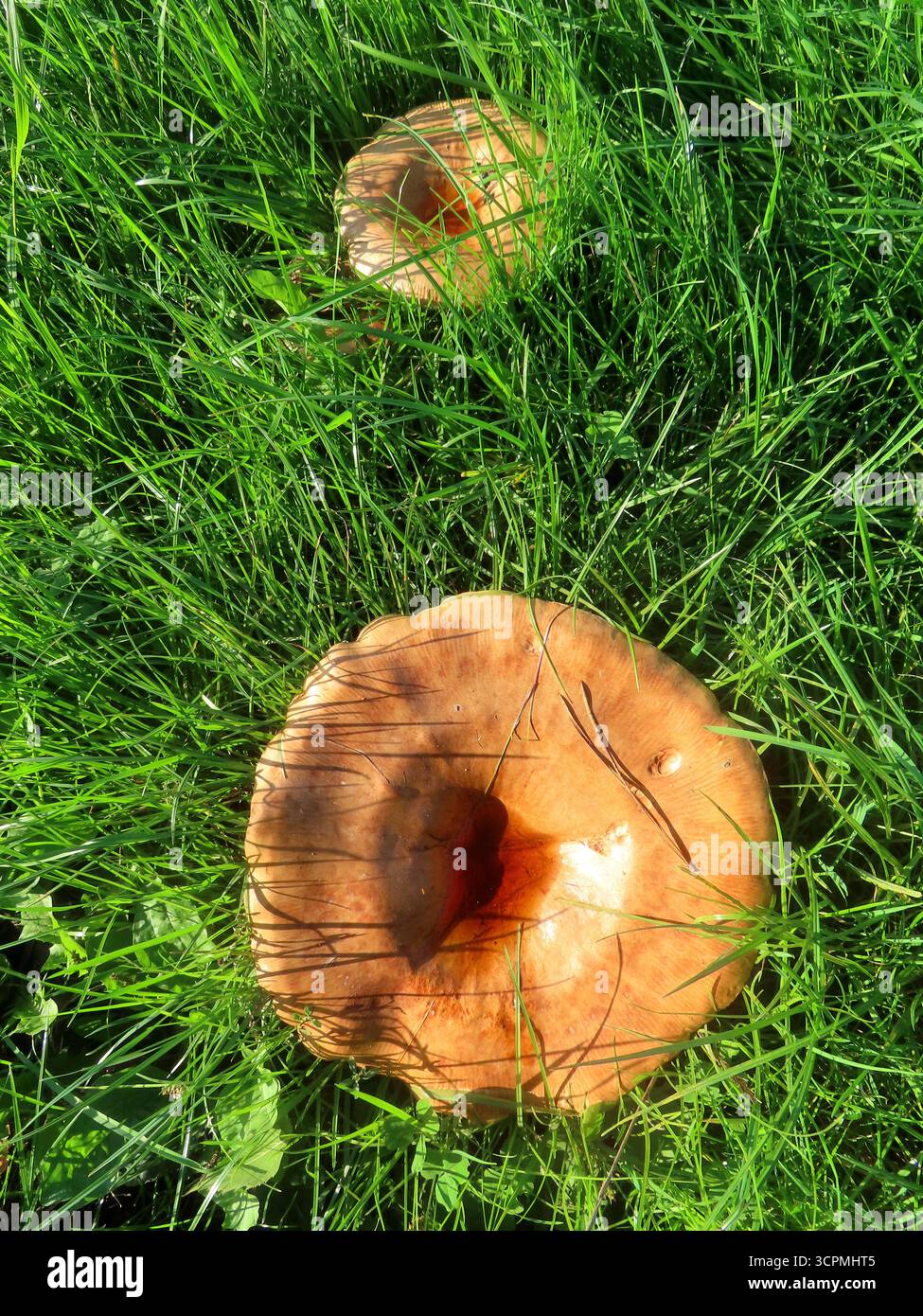 Herbstzeit - Großpilzzeit - Kahle Kremplinge in der Wiese Kahle ...