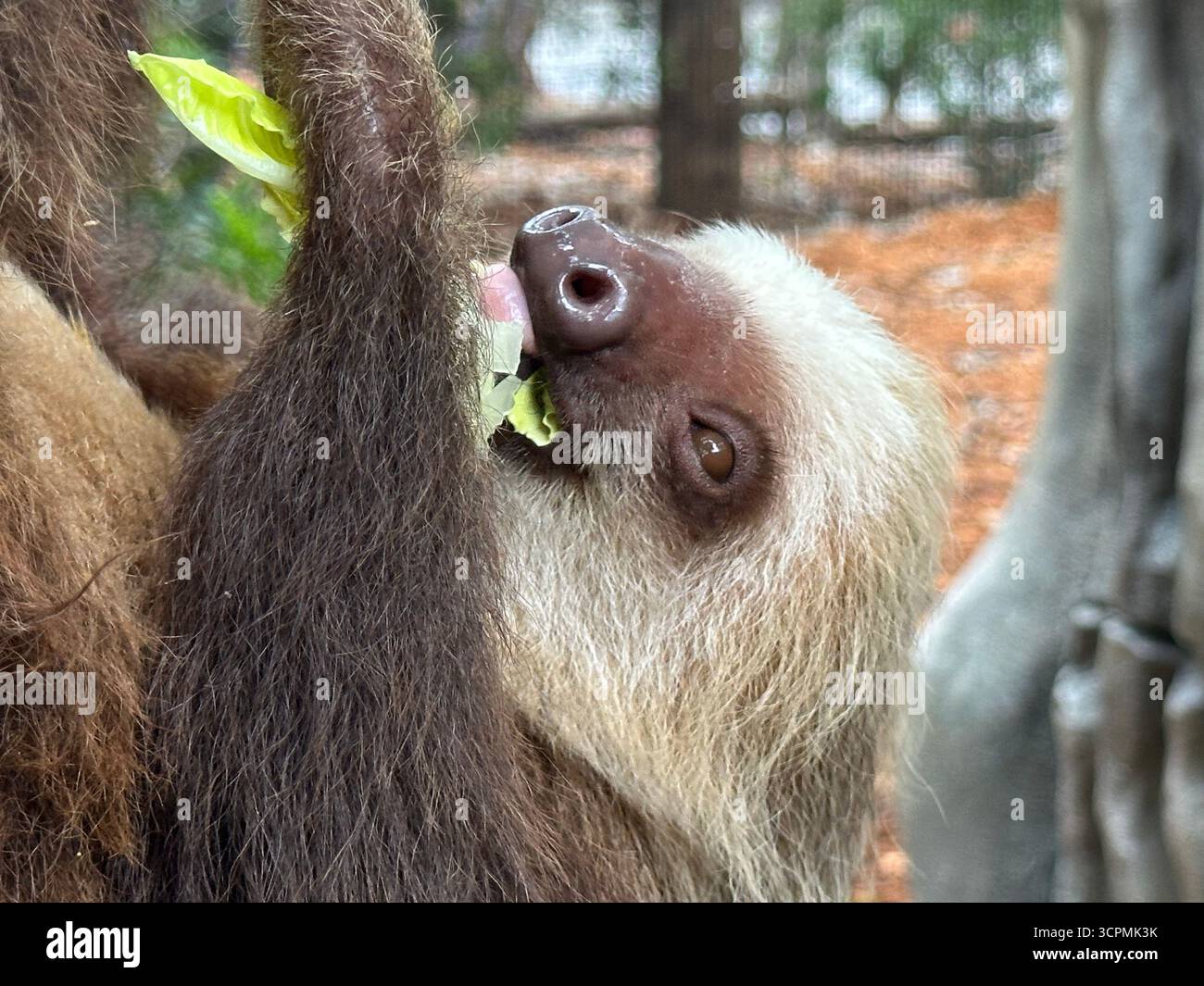 A Hoffman's two-toed sloth is seen eating inside its new habitat at the ...