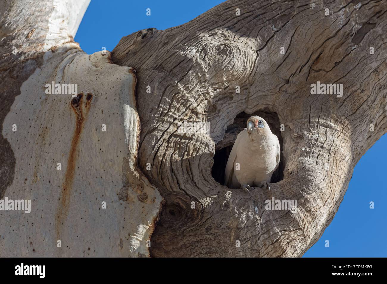 A Little Corella (Cacatua sanguinea) is perched in the nesting hollow ...