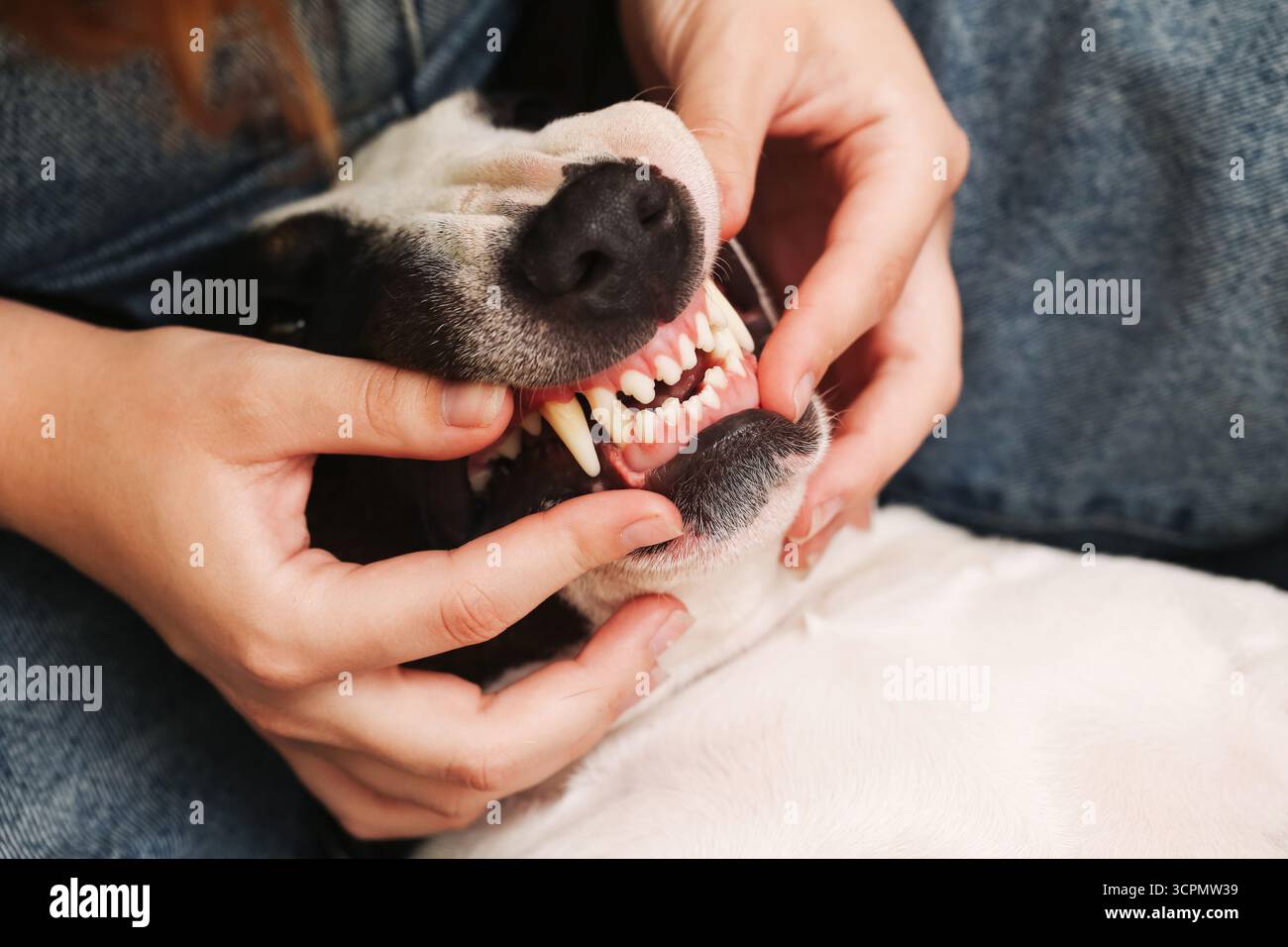 Dog with open mouth during dental check. Person holding animal jaw and ...