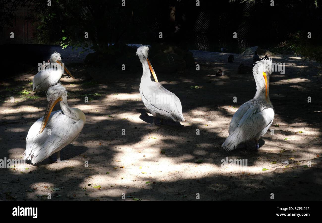 24.09.2025, Berlin - Deutschland. Tierische Stars im Zoo Berlin ...