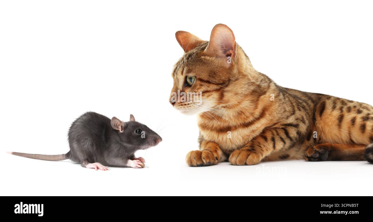 Cute woman small purebred Cut Out Stock Images & Pictures - Alamy