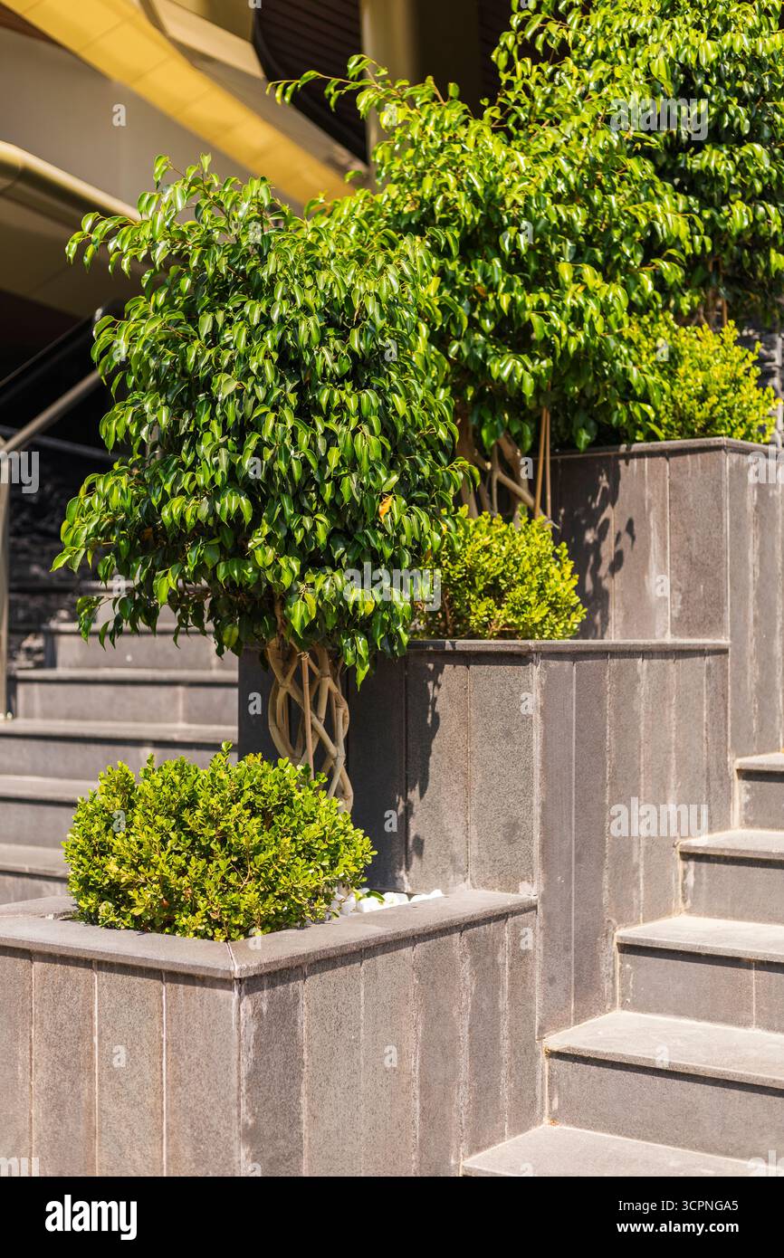 Decorative green plants and well-maintained shrubs add life to the ...