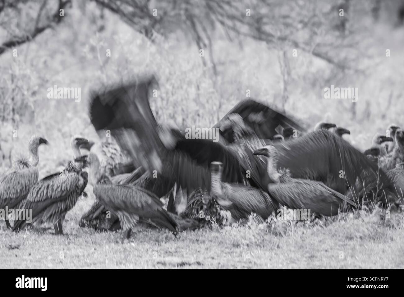 White backed Vulture pack scavenging in motion in Greater Kruger ...