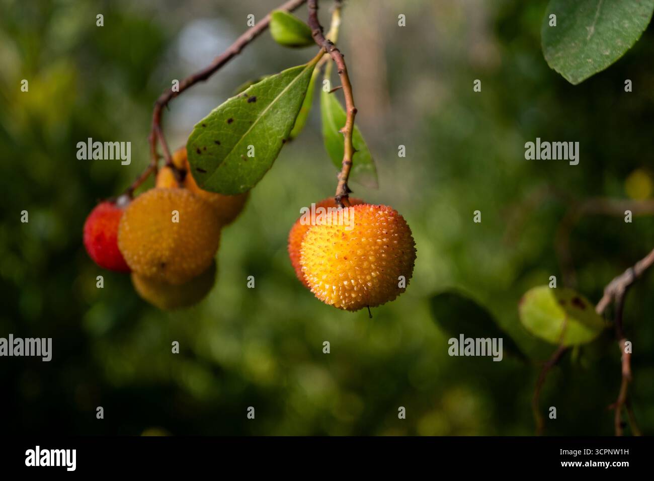 Fruto del bosque hi-res stock photography and images - Alamy