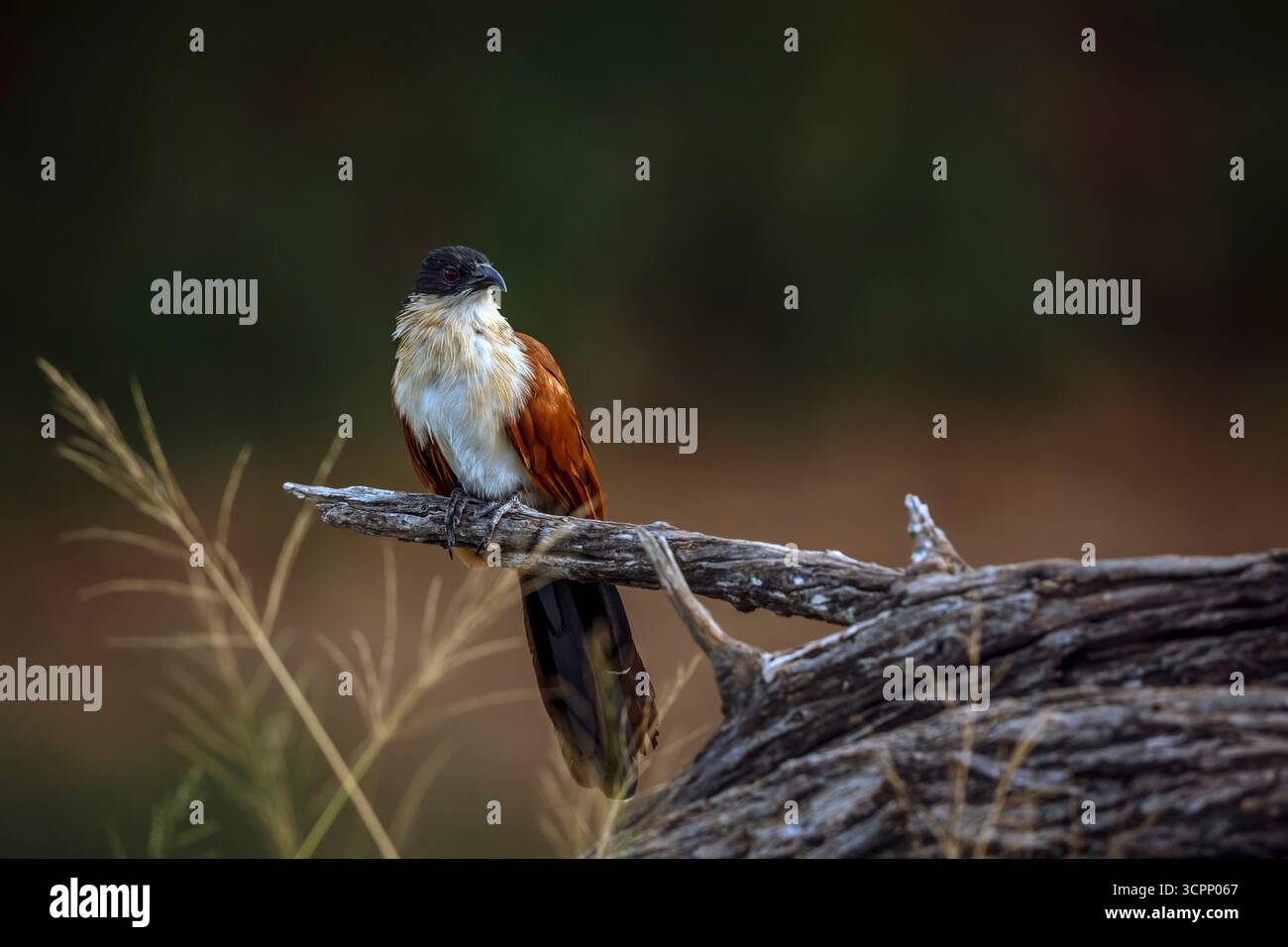 Greater coucal hi-res stock photography and images - Alamy