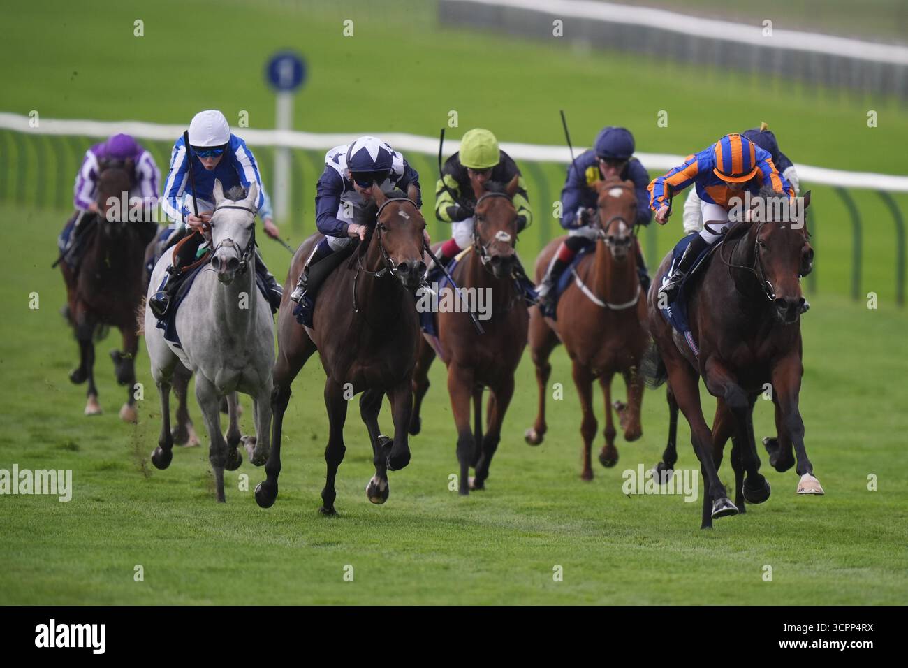 True love horse newmarket hi-res stock photography and images - Alamy