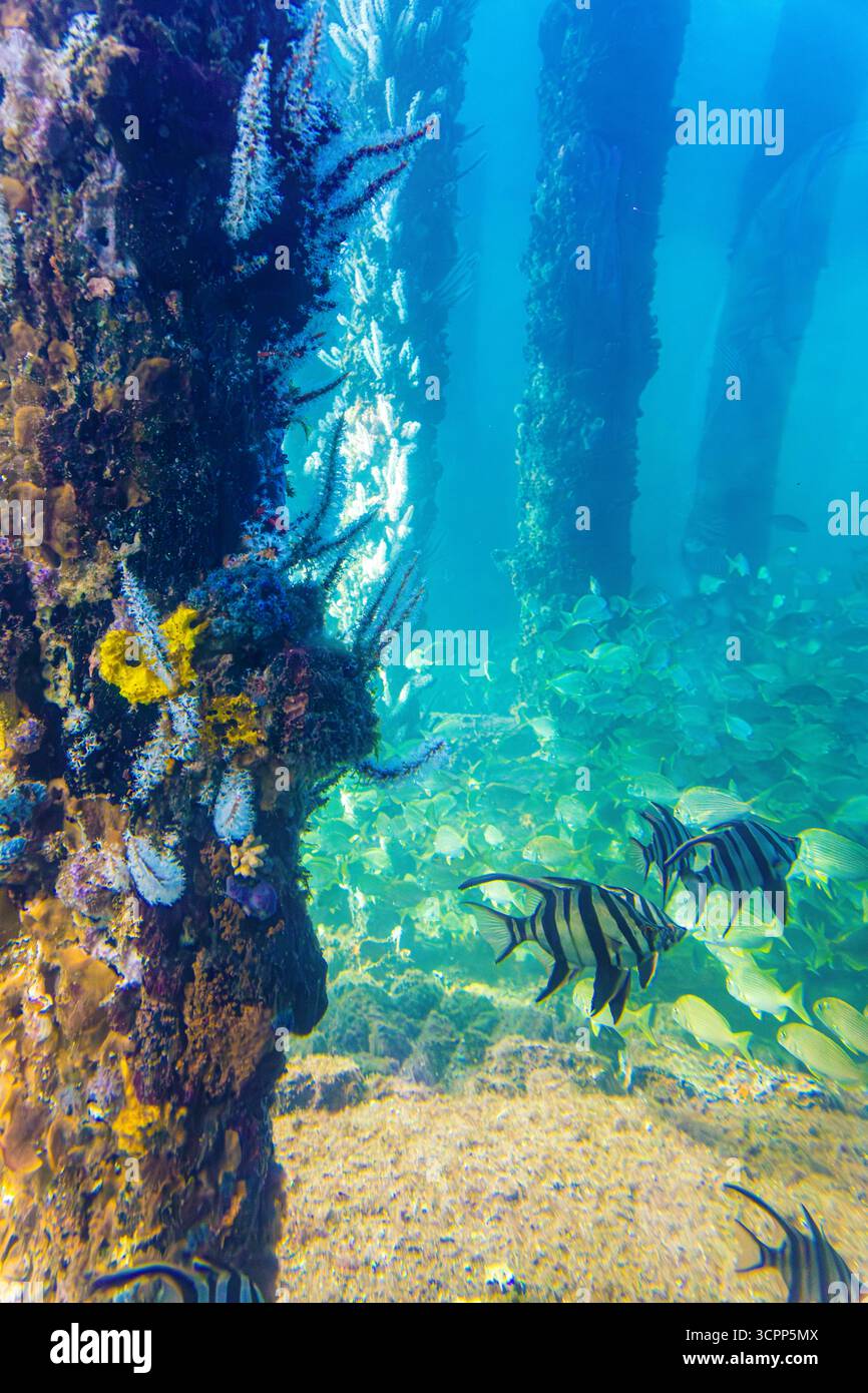 Shoals of fish seen from the Underwater Observatory at the end of the ...