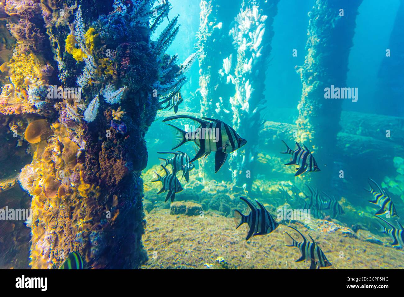 Shoals of fish seen from the Underwater Observatory at the end of the ...