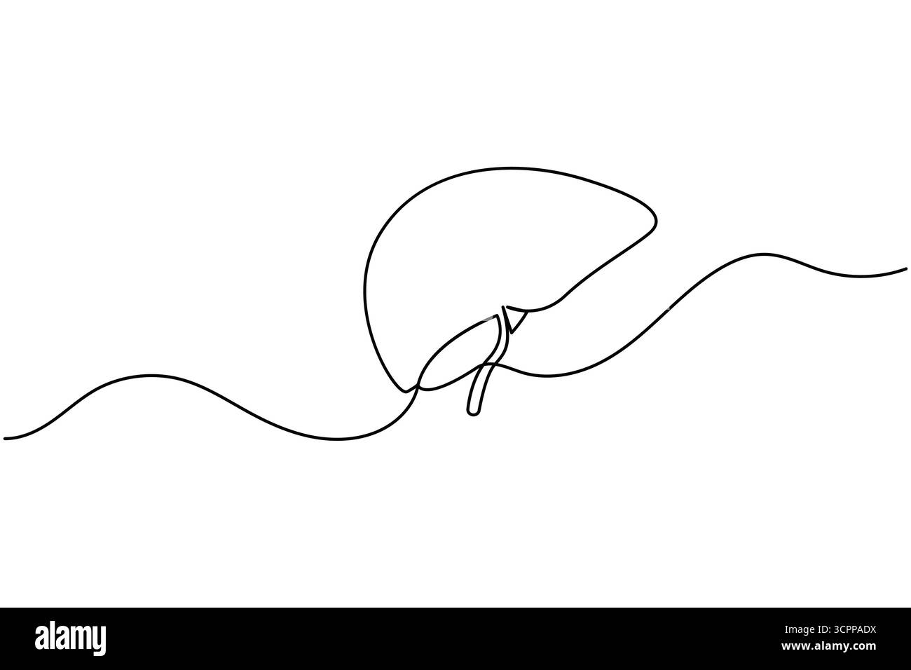 Liver anatomy continuous single line drawing. human organ concept ...