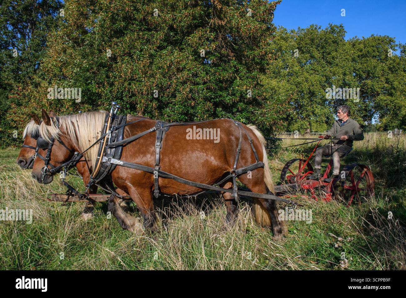Traditional mowing methods using heavy horses and a Victorian hay ...