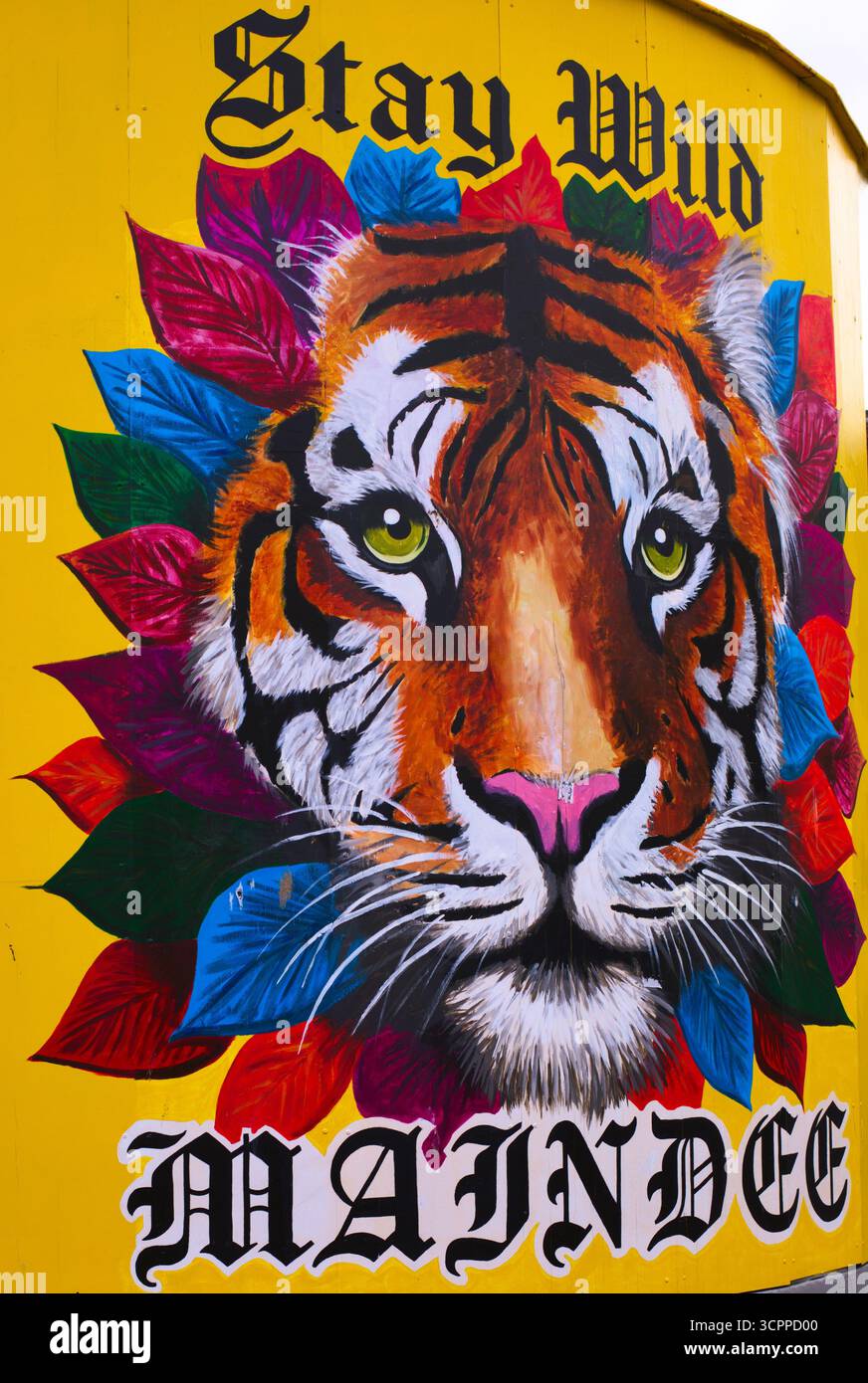 Tiger Street art Maindee Newport South Wales Stock Photo - Alamy