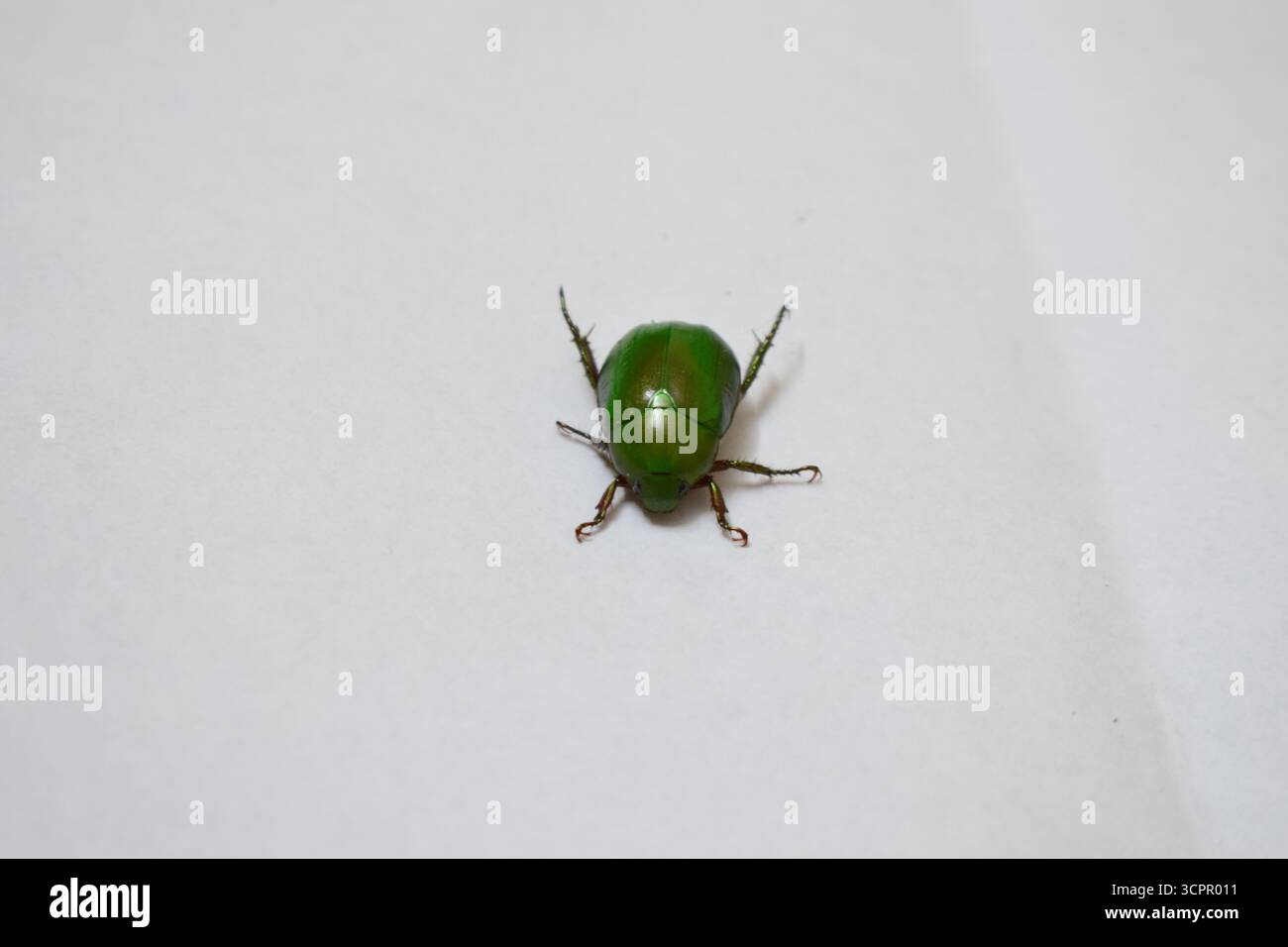 Japanese beetle relative hi-res stock photography and images - Alamy