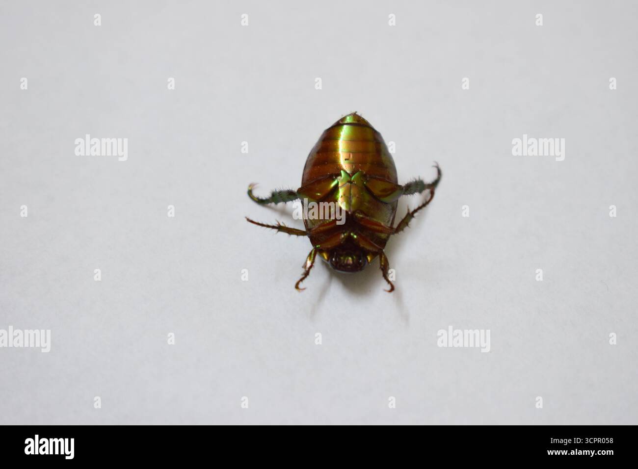 Cupreous Chafer (Anomala cuprea) Metallic Green Beetle Close-Up Picture ...