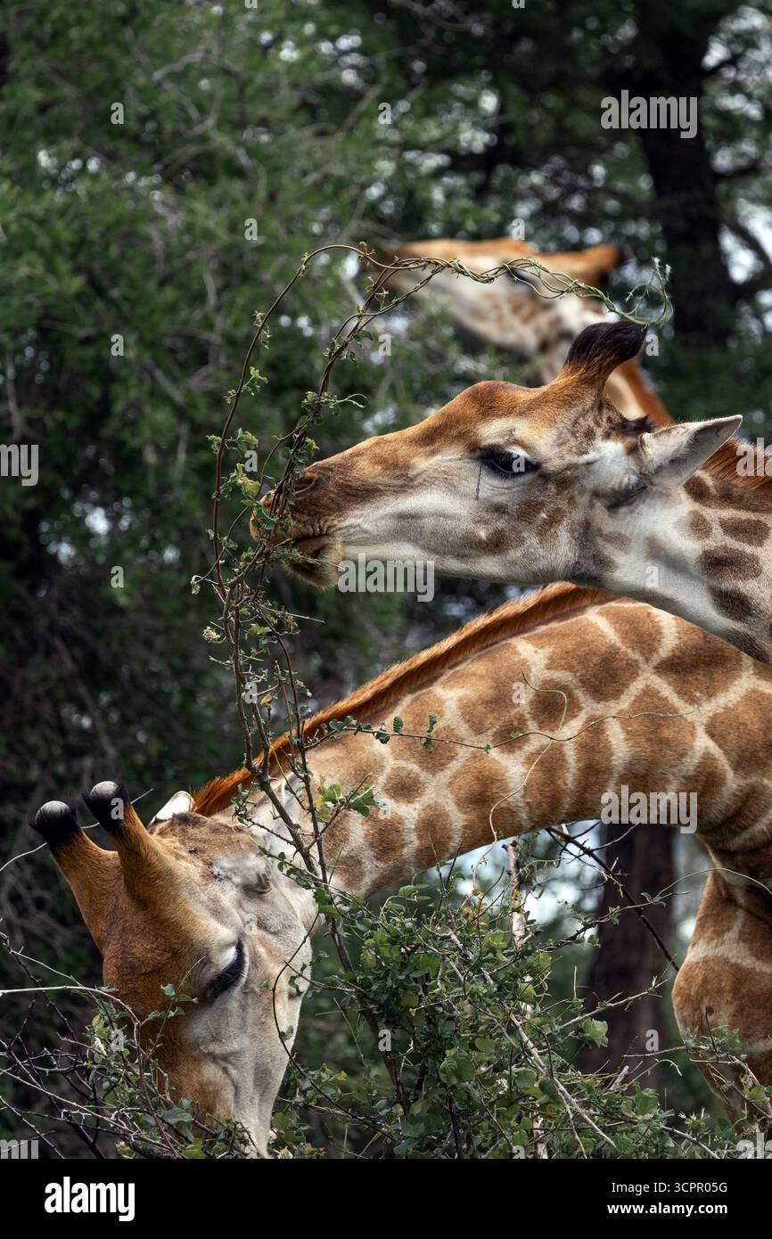African giraffes eat leaves from bush. animals in wild nature. Safari ...