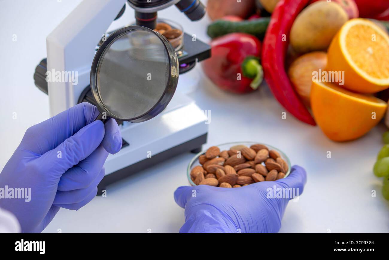 Scientific Food Analysis. Lab Technician at a Microscope Checking Food ...