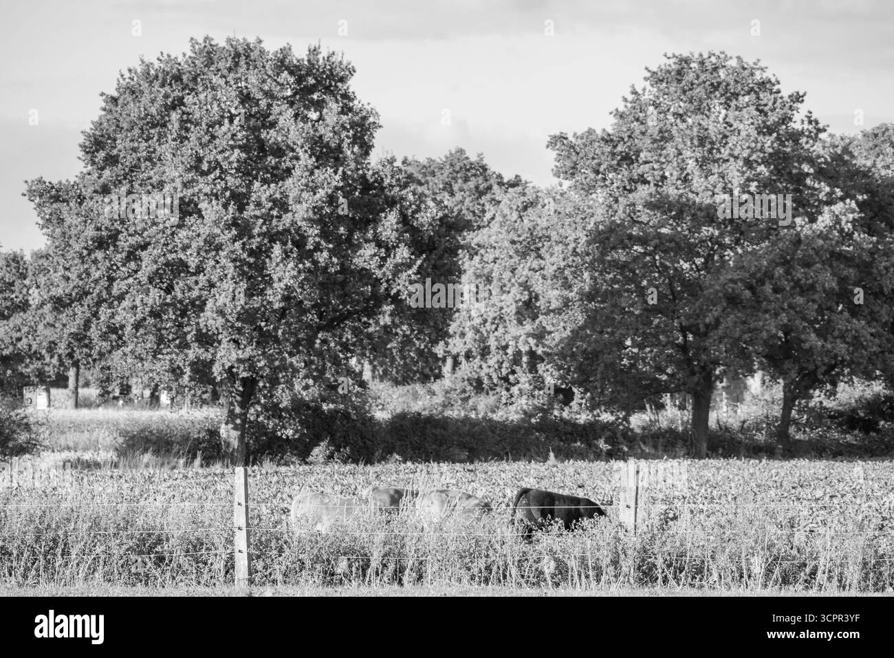 Late summer field Black and White Stock Photos & Images - Alamy