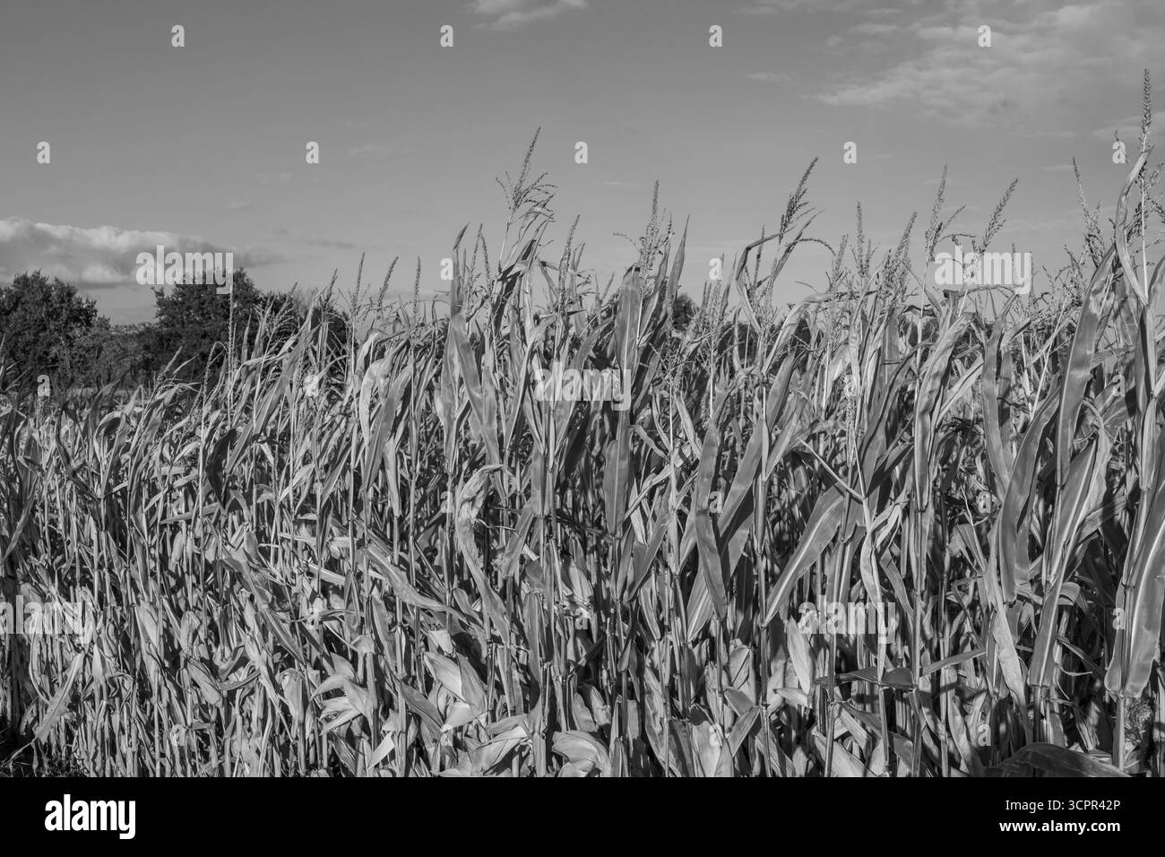 Late summer field Black and White Stock Photos & Images - Alamy