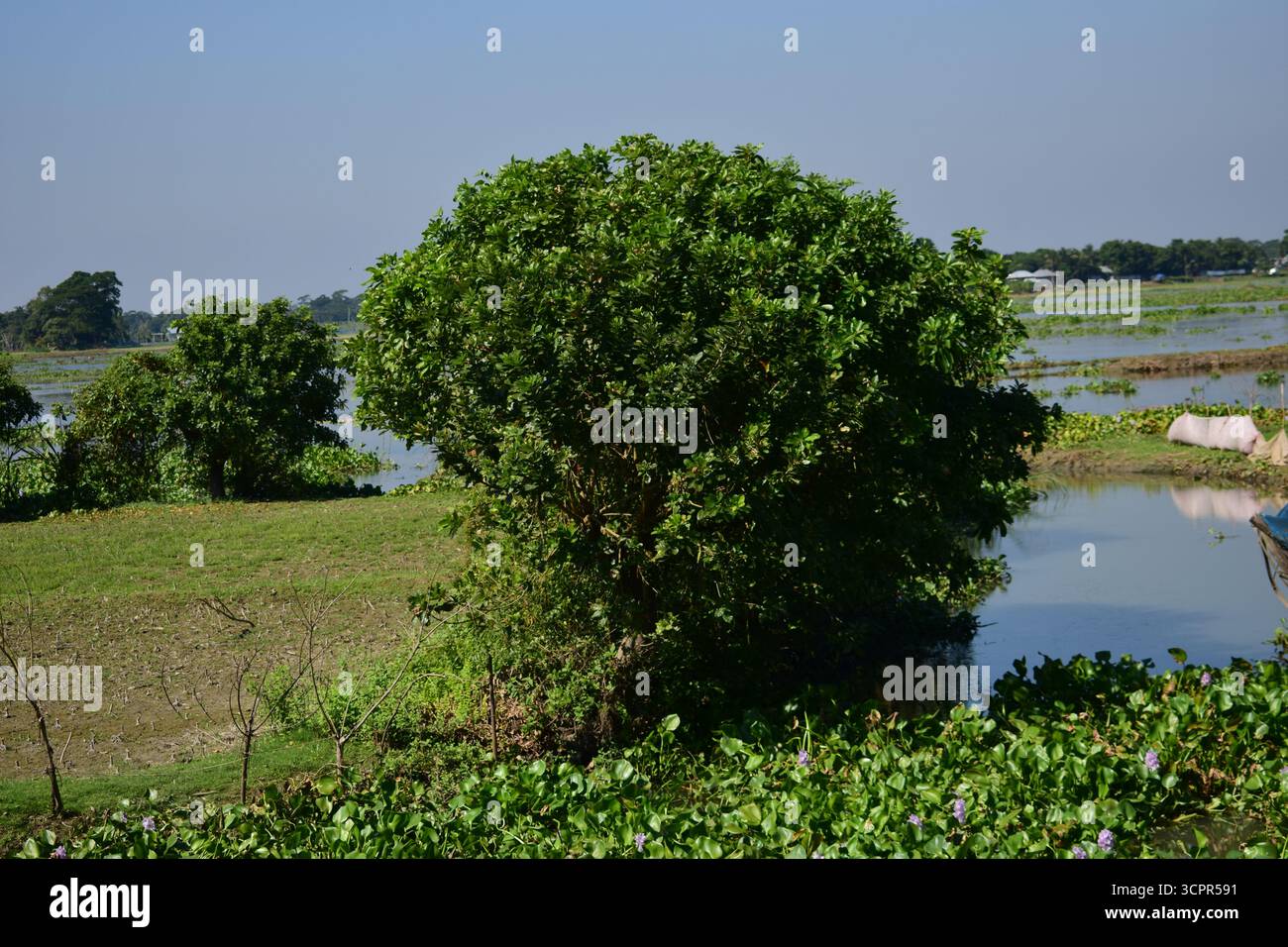 Indian oak hi-res stock photography and images - Alamy