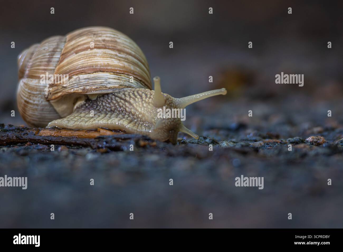l, edible snail or escargot, is a species of large, edible, air ...