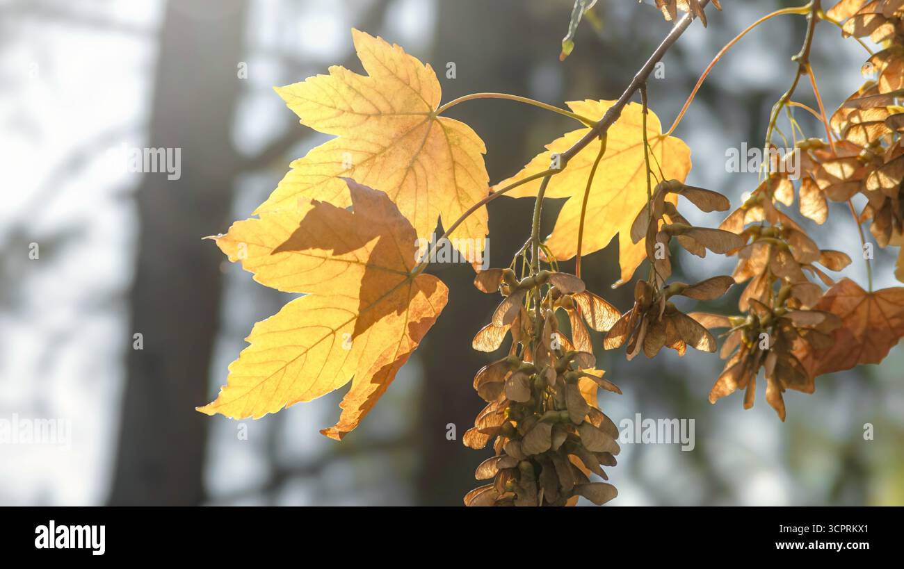 Trunks autumn trees against backdrop hi-res stock photography and ...