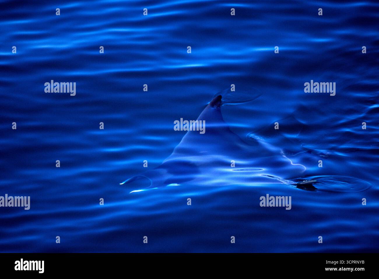 Manta ray gliding, Sea of Cortez, Baja California Sur, Mexico Stock ...