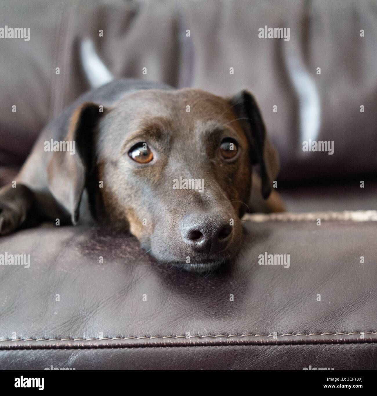 Ein schwarzer Terrier ruht sich auf einem Sessel aus. In Aachen am 10 ...