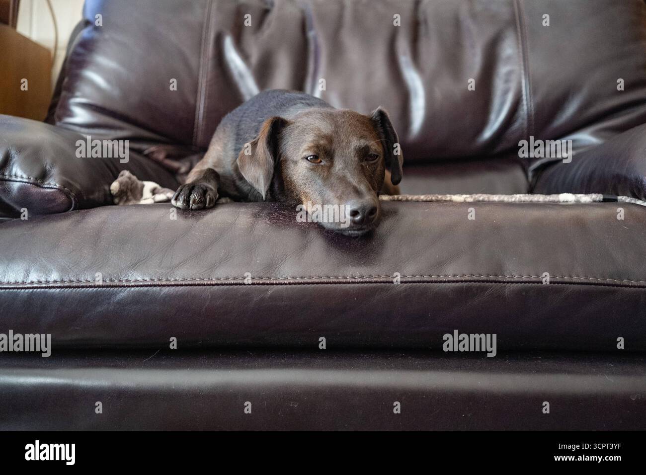 Ein schwarzer Terrier ruht sich auf einem Sessel aus. In Aachen am 10 ...