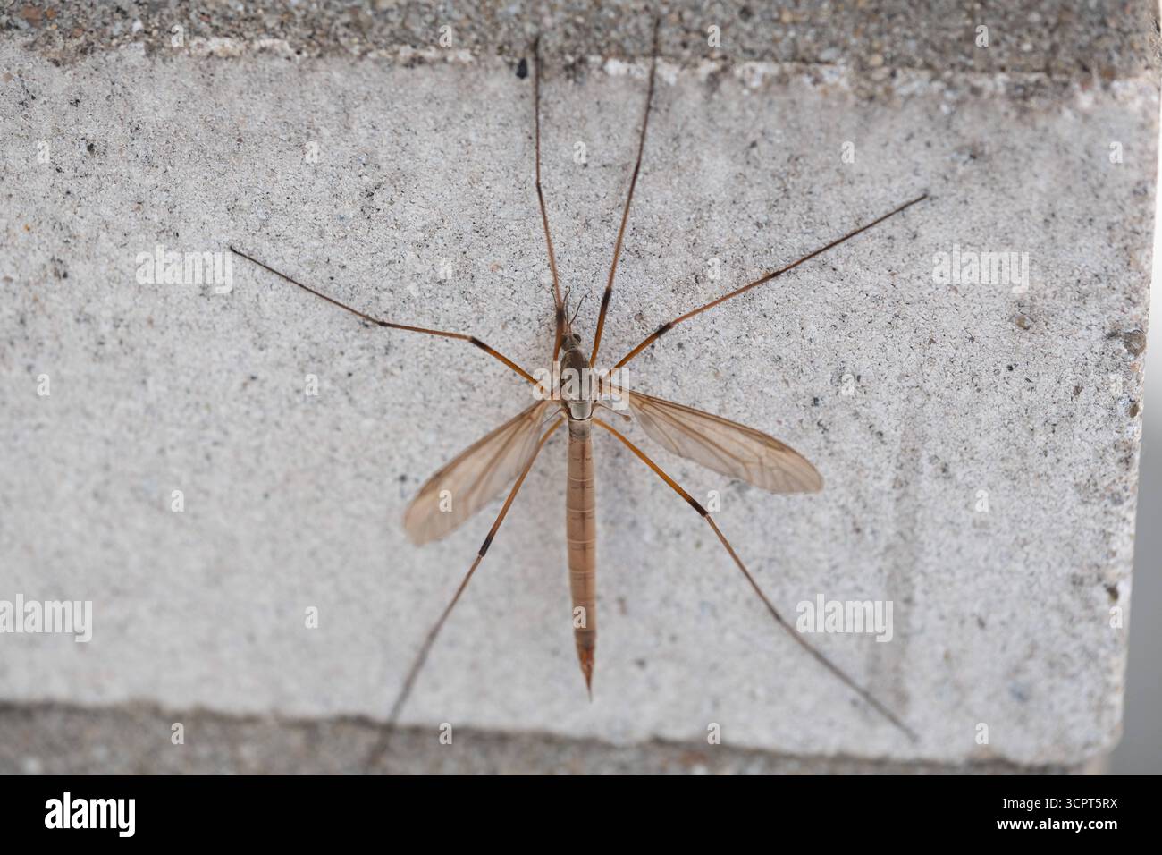 Eine Schnake in Aachen am 19. September 2025. GERMANY - AACHEN - INSECT ...