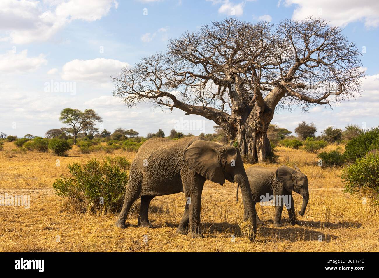 Elephant herd walking past tree hi-res stock photography and images - Alamy