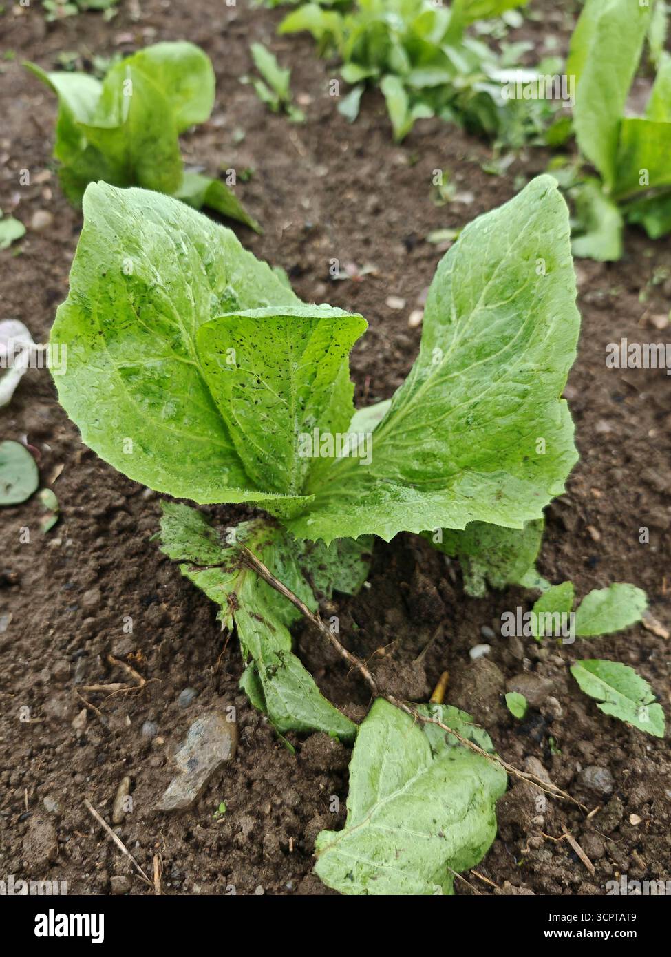 growing green lettuce in a field, vegetable production in agriculture ...