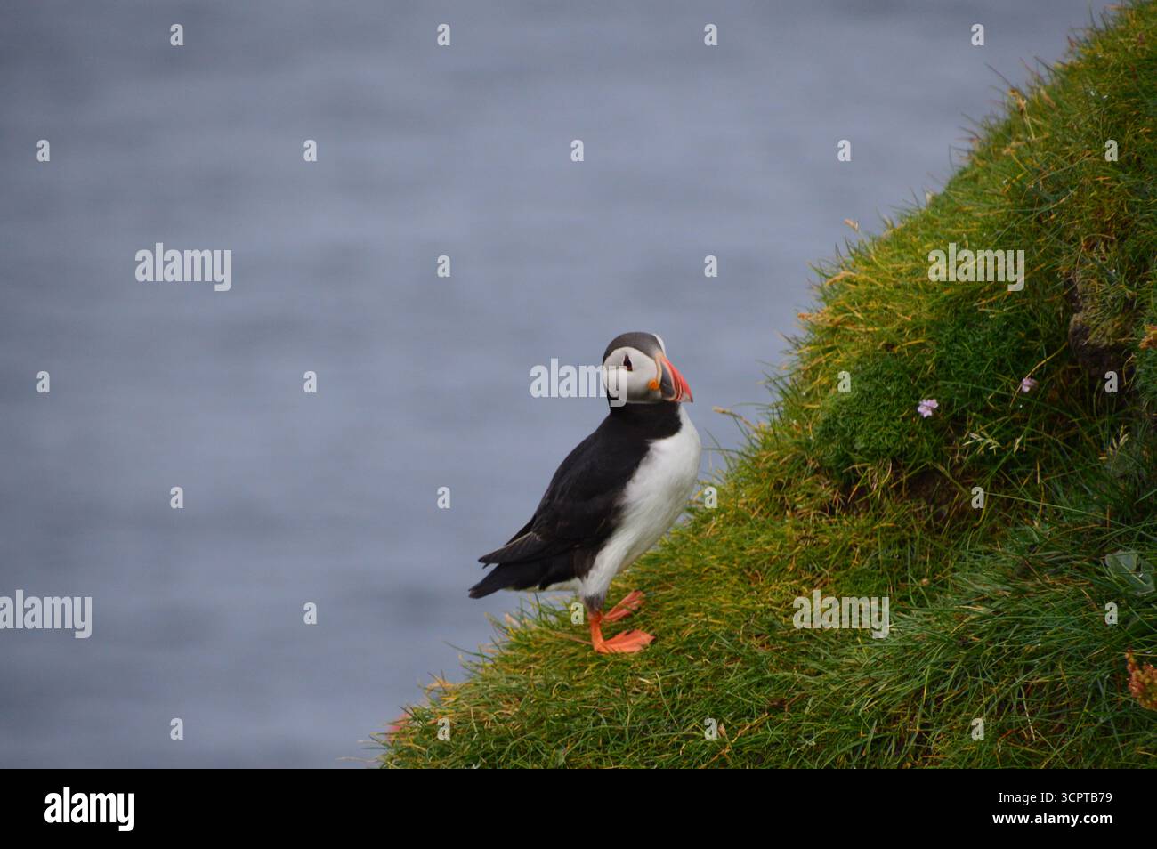 Atlantic puffin (Fratercula arctica) standing on grassy cliffs of ...