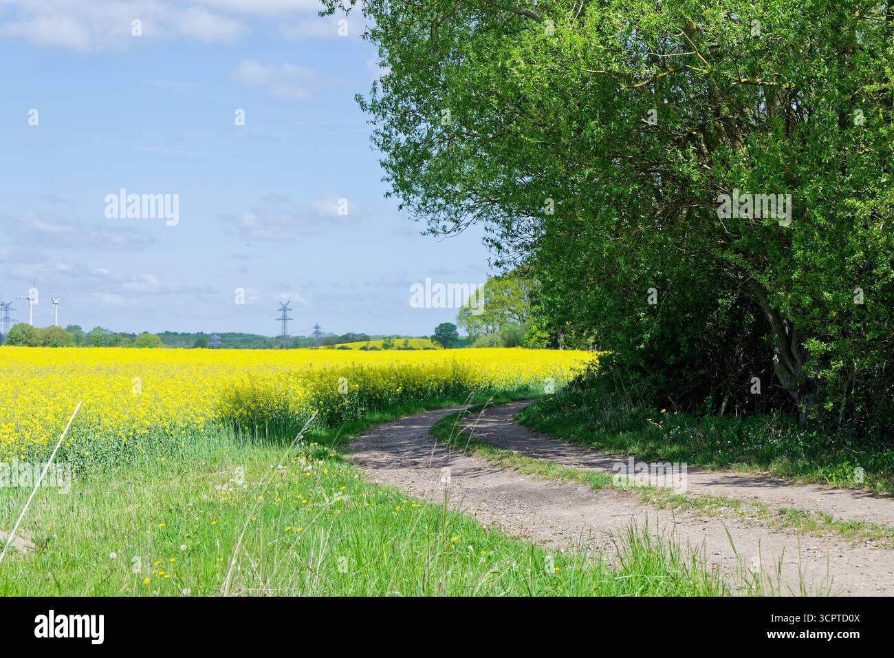 A narrow field lane runs between blooming yellow rapeseed on the left ...